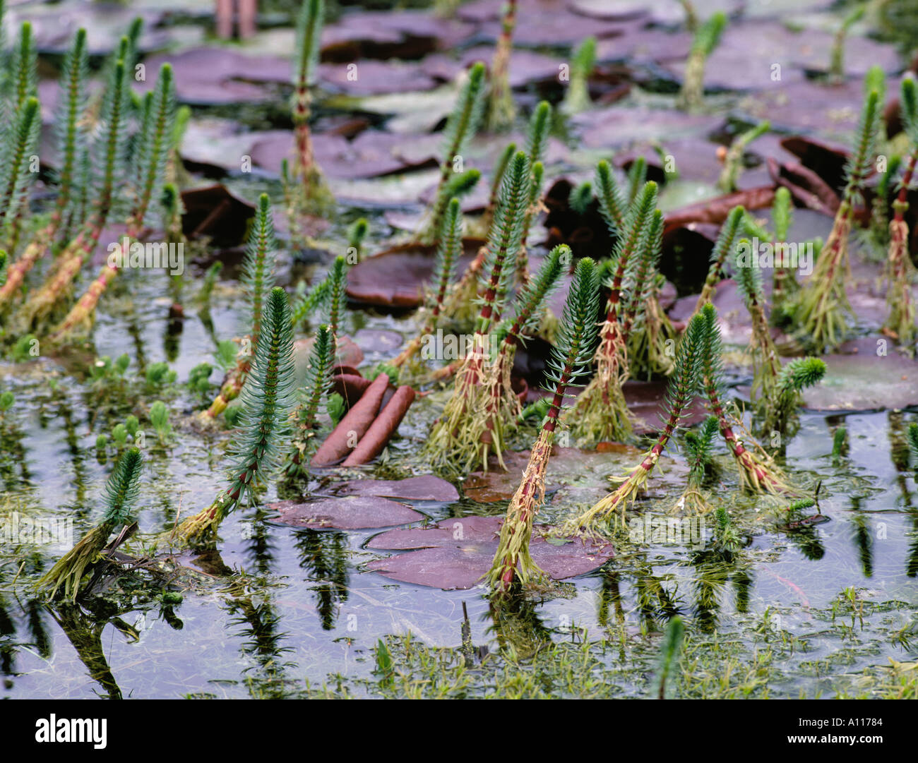 Marestail hi-res stock photography and images - Alamy