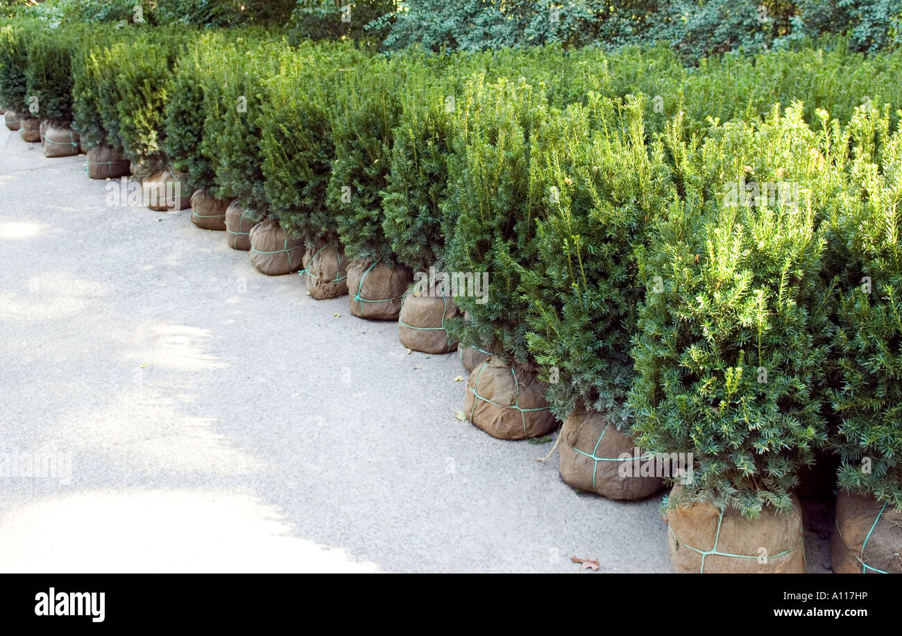 Tree root balls in burlap hi-res stock photography and images - Alamy