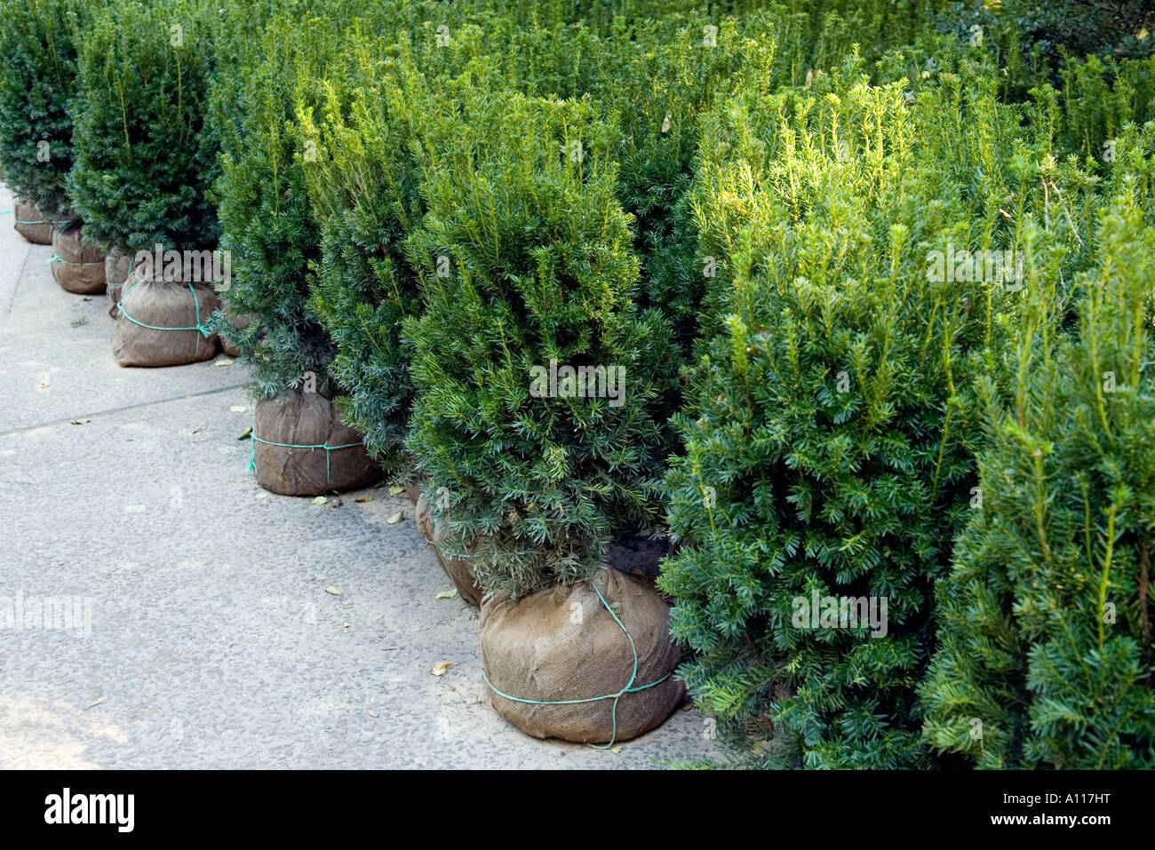 Tree root balls in burlap hi-res stock photography and images - Alamy