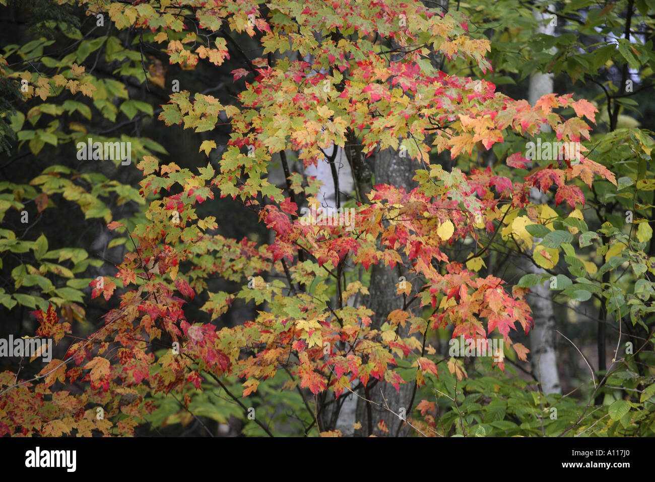 SUGAR MAPLE TREE Stock Photo - Alamy