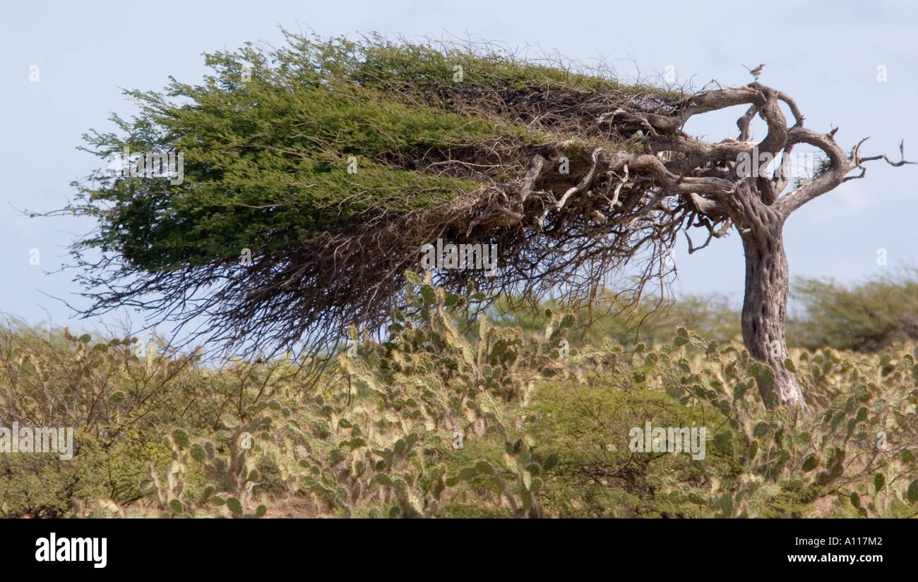 DIVI DIVI TREE Stock Photo - Alamy
