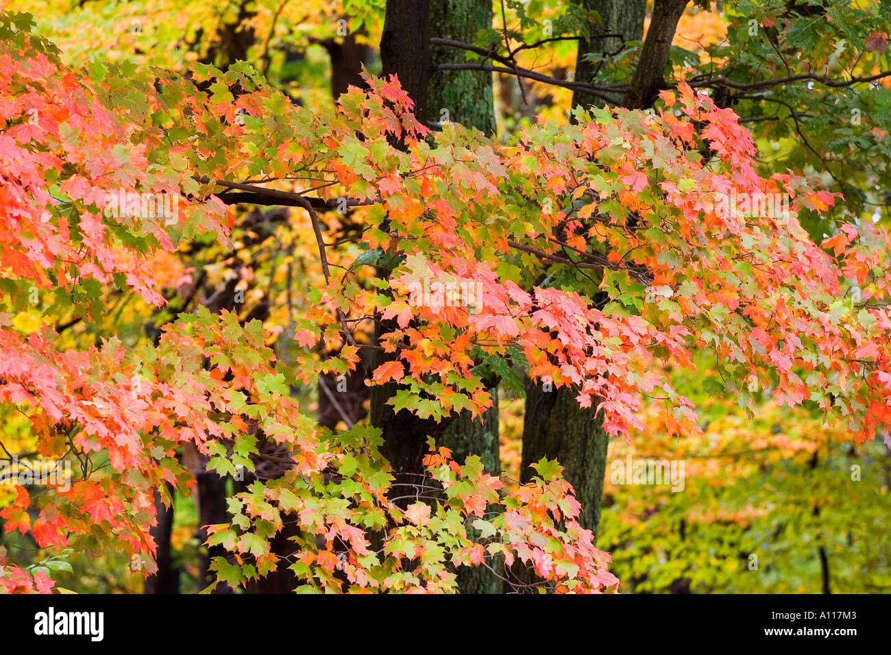 SUGAR MAPLE TREE Stock Photo - Alamy