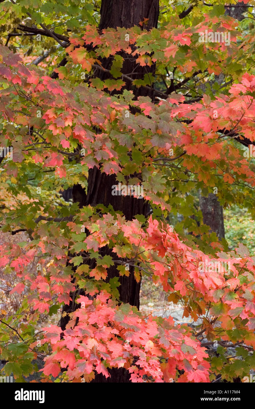 SUGAR MAPLE TREE Stock Photo - Alamy
