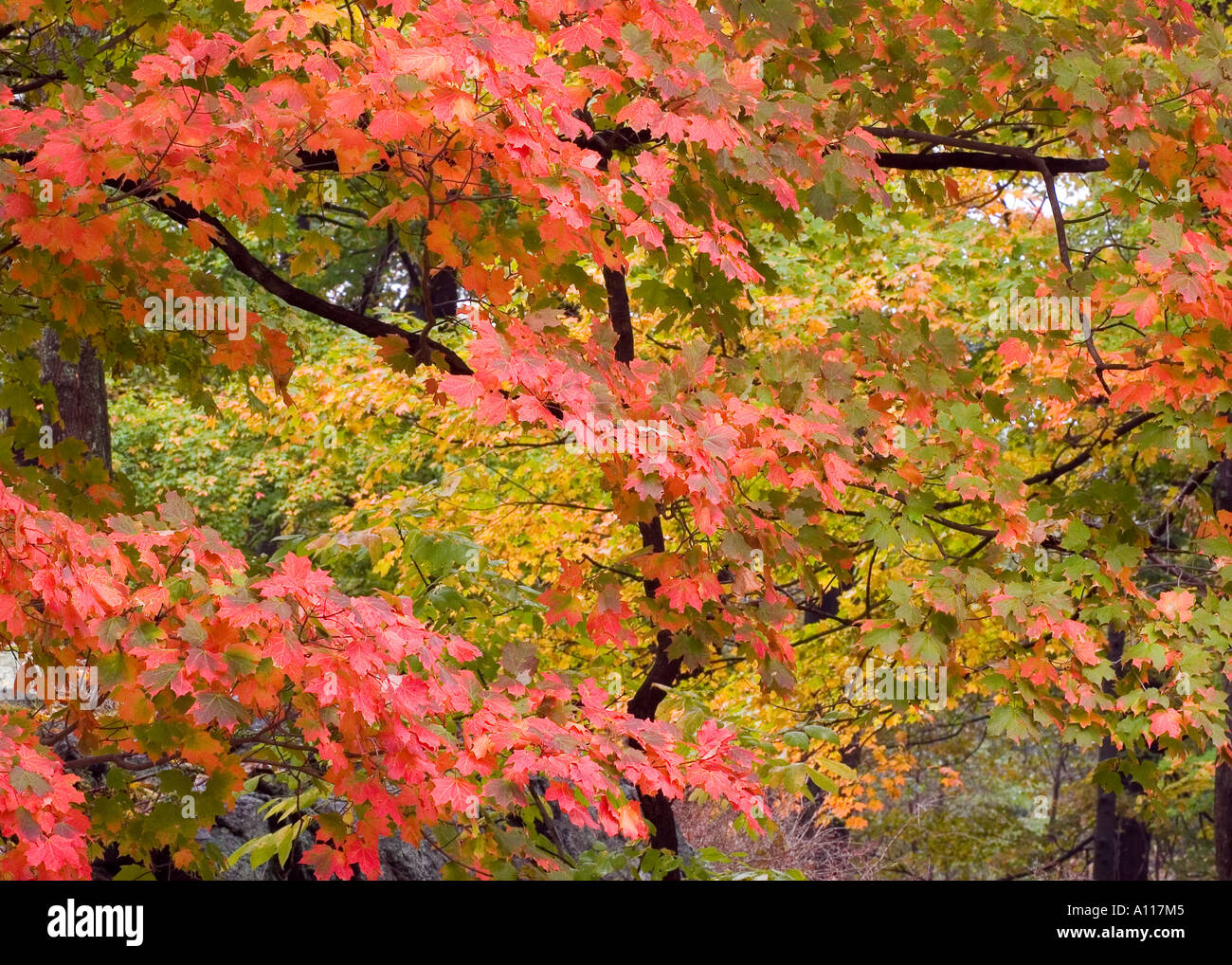 SUGAR MAPLE TREE Stock Photo - Alamy
