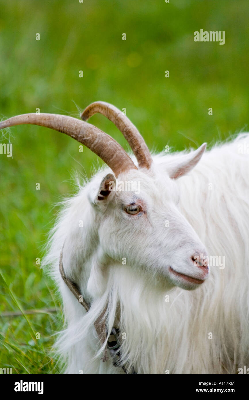 a white goat with big horns in the field Stock Photo - Alamy