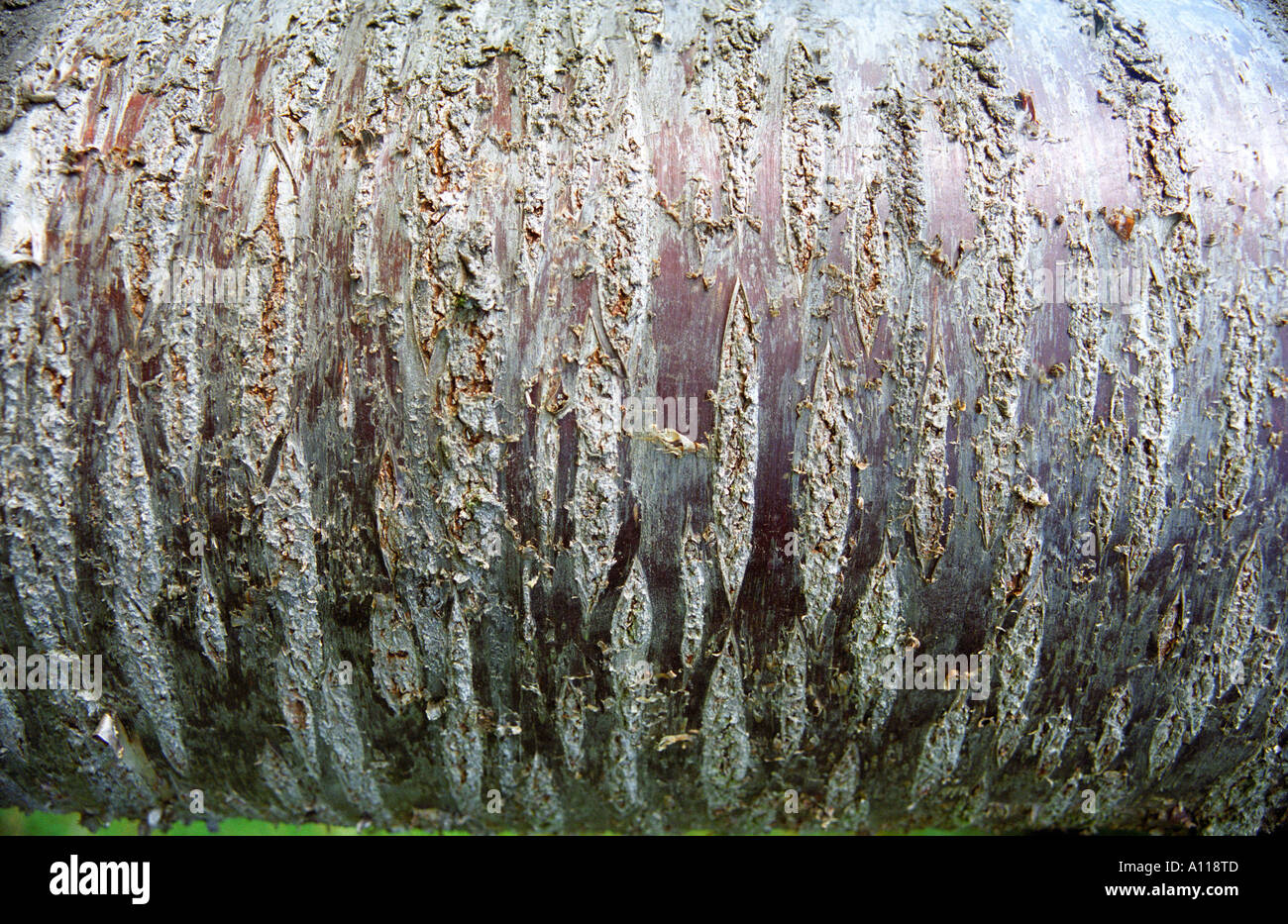textured tree bark pattern Stock Photo - Alamy