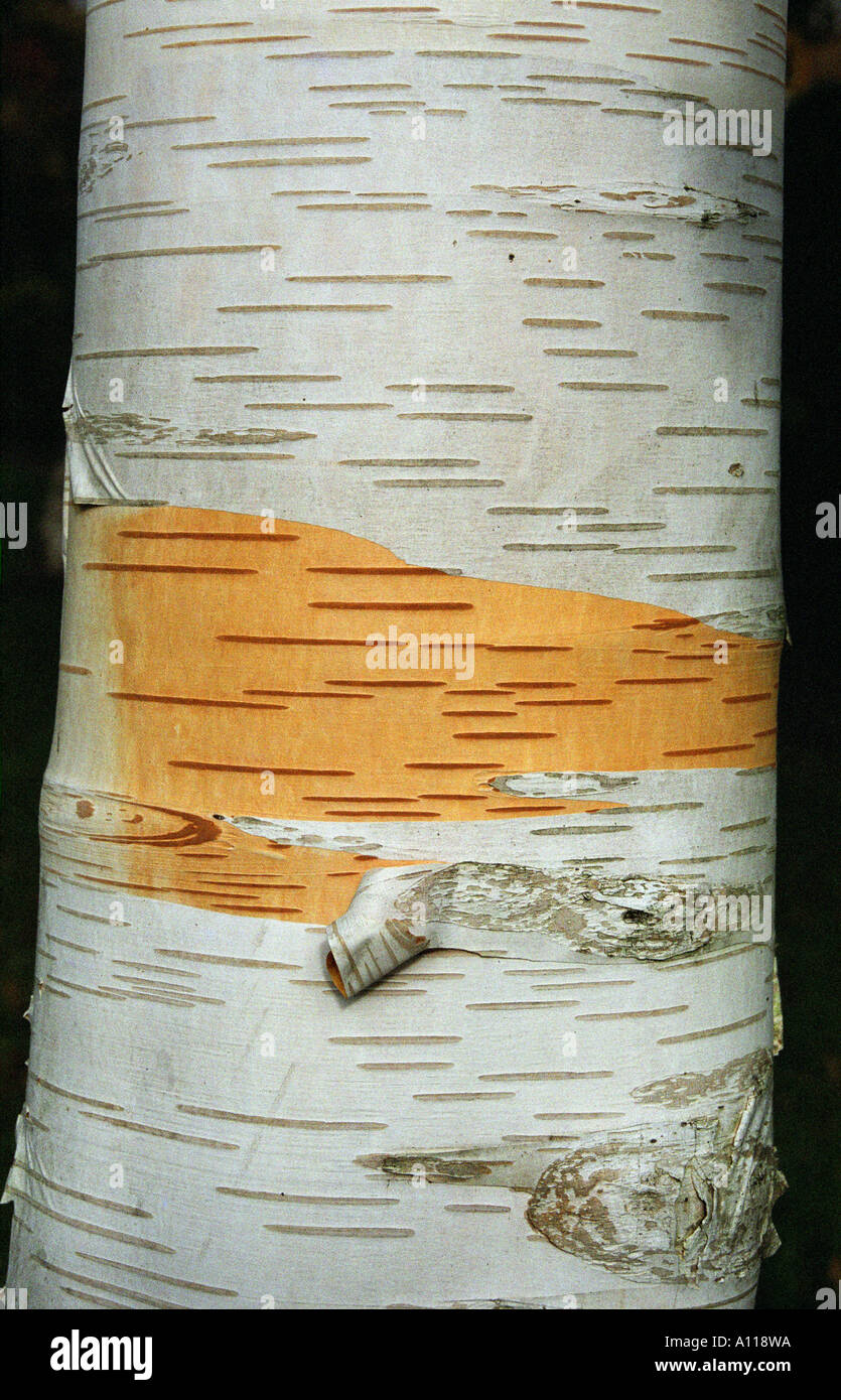 Birch Bark Paper