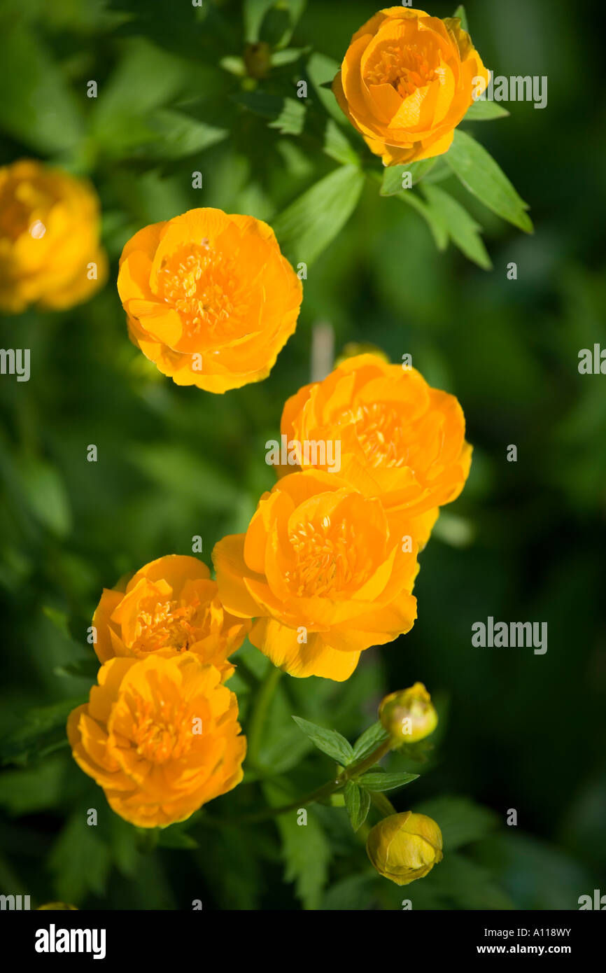 Helios Flower Stock Photos & Helios Flower Stock Images - Alamy