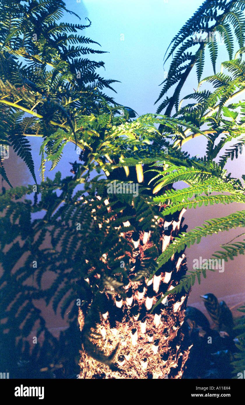 tree fern tropical Stock Photo - Alamy