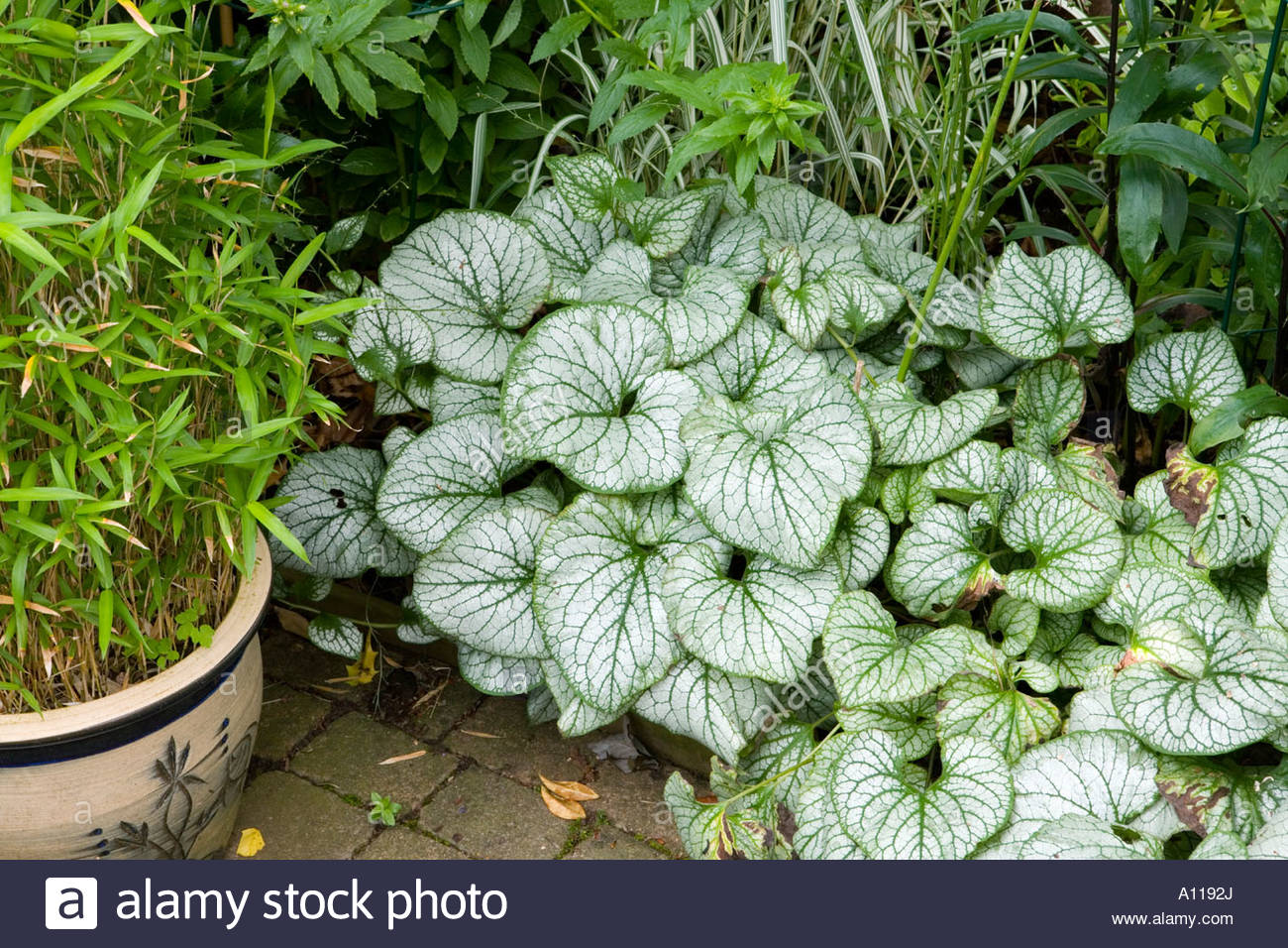 Sheila White Stock Photos & Sheila White Stock Images - Alamy