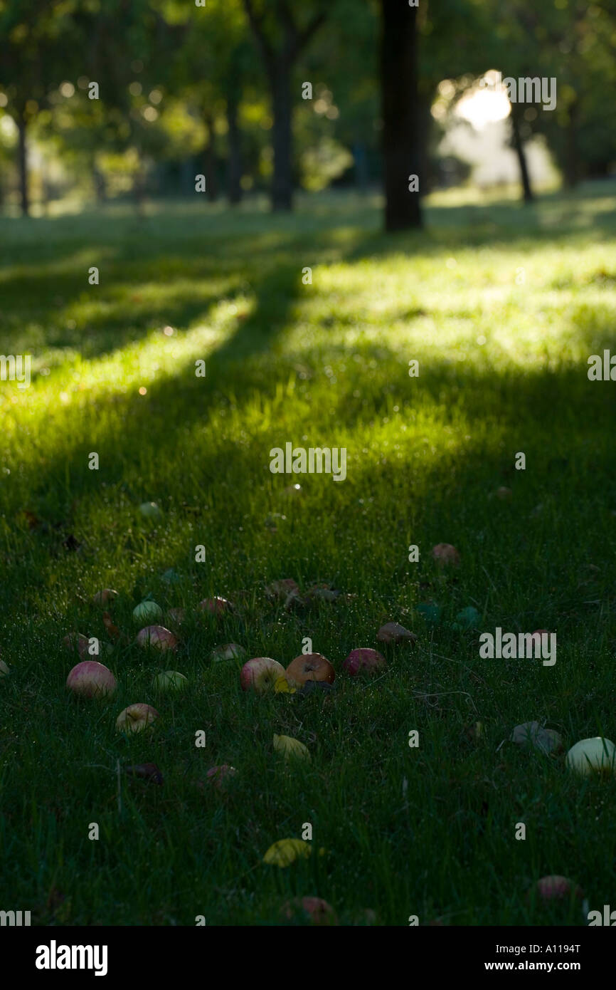 Burrow Hill Farm Somerset UK Julian Temperley Traditional cider apple ...