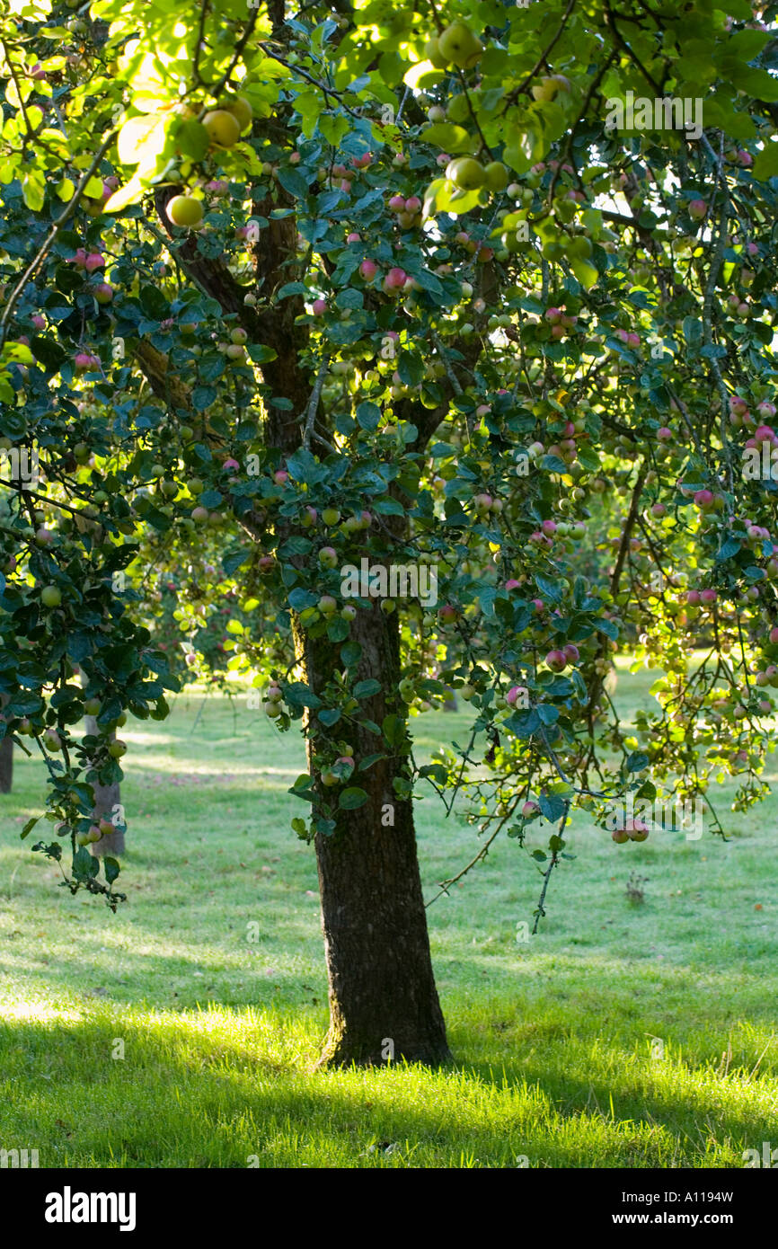 Burrow Hill Farm Somerset UK Julian Temperley Traditional cider apple ...