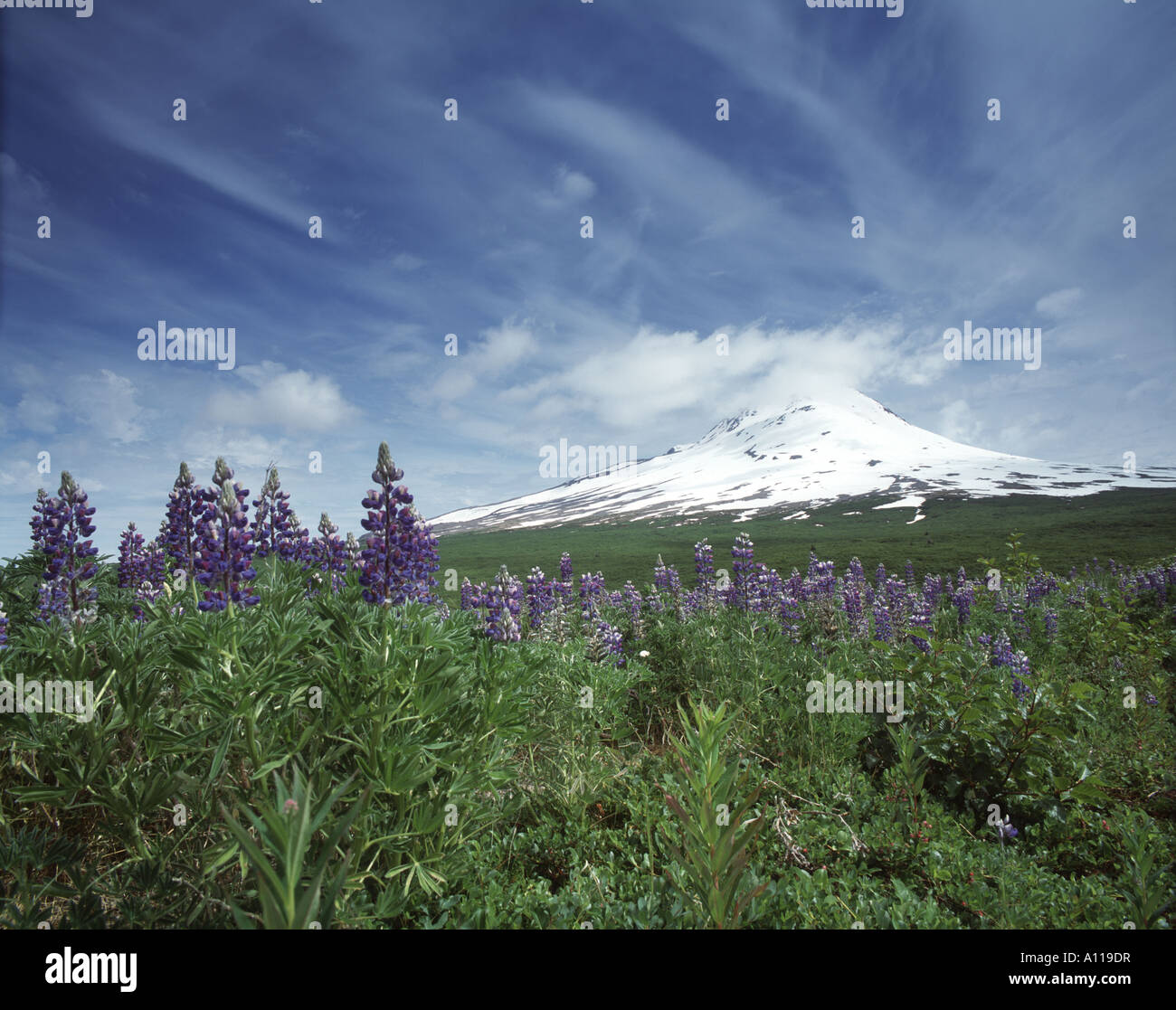 Augustine volcano with fireweed Pacific ring of fire Cook Inlet Alaska ...