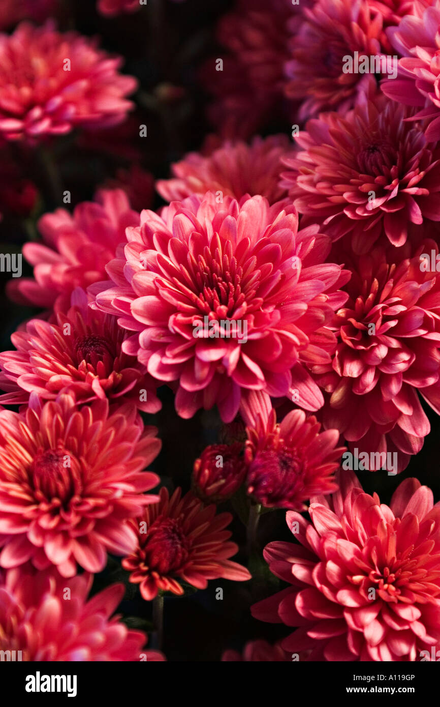 Mums Stock Photo - Alamy