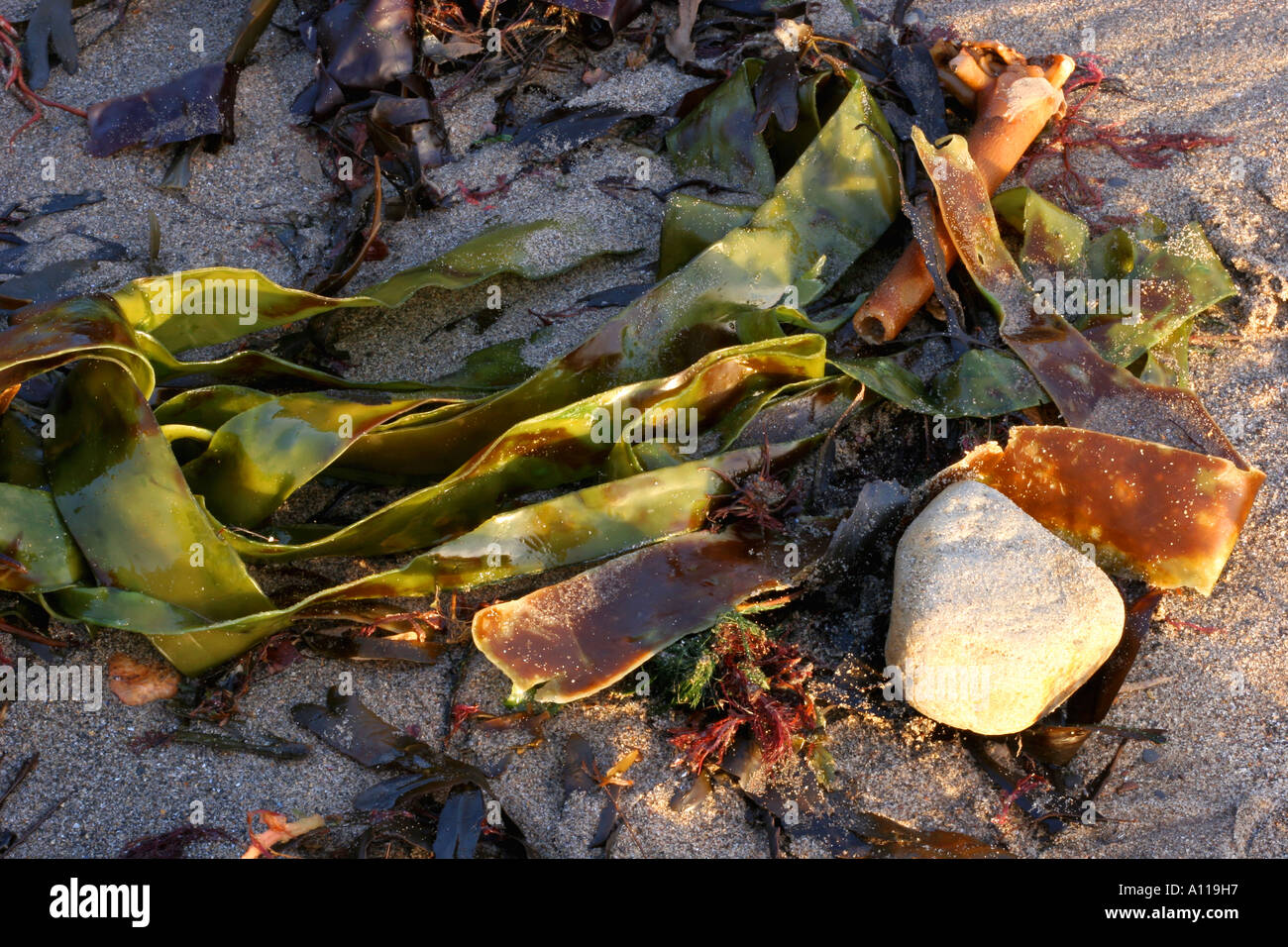 Seaside still life Stock Photo - Alamy