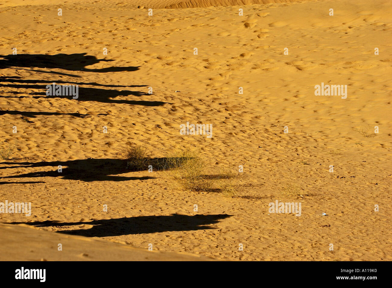 Camel shadow, Thar Desert, Sam Sand Dunes, Jaisalmer, Rajasthan, India ...