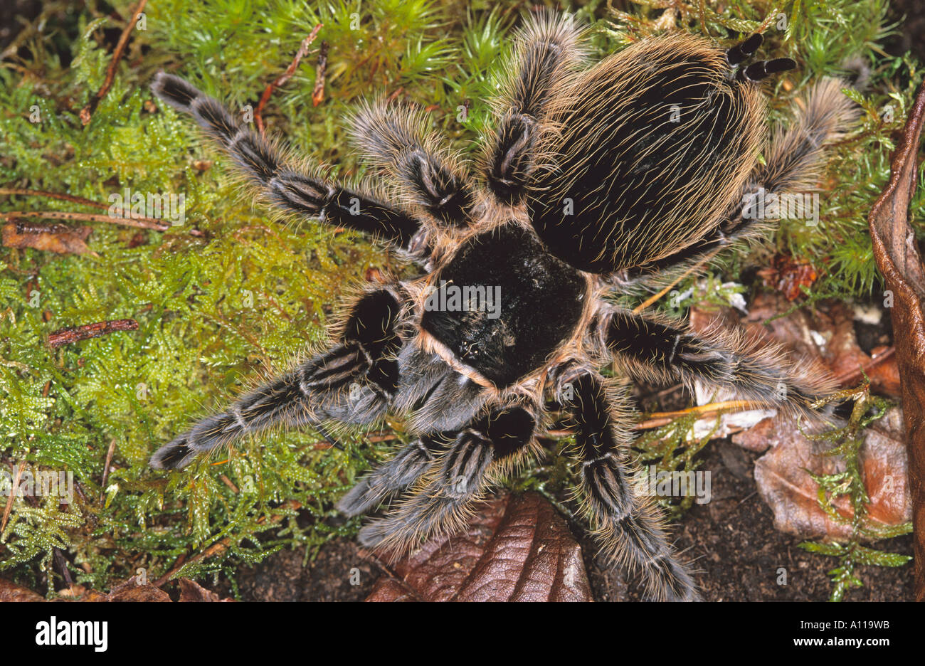 Mexican red-kneed tarantula spider, Mexico Stock Photo - Alamy