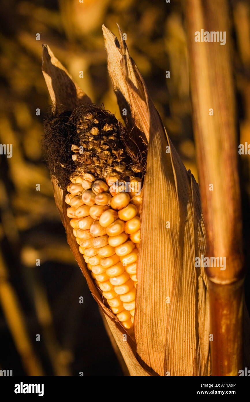 Seed corn on stalk Stock Photo - Alamy