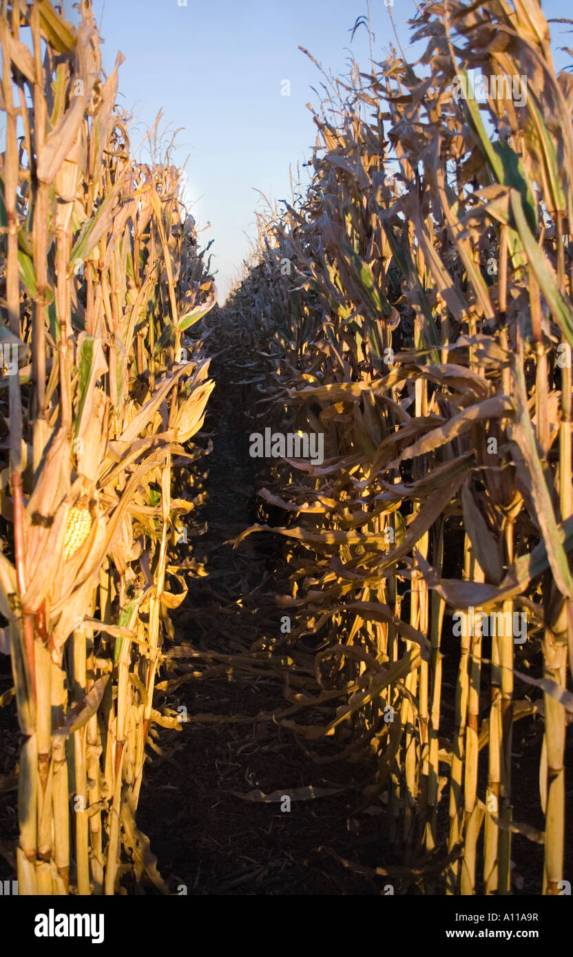 Row of seed corn Stock Photo - Alamy