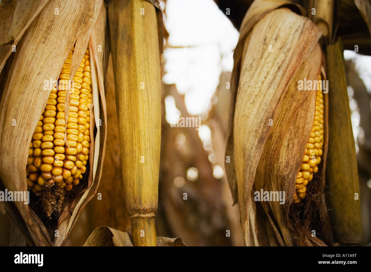 Seed corn on stalk Stock Photo - Alamy