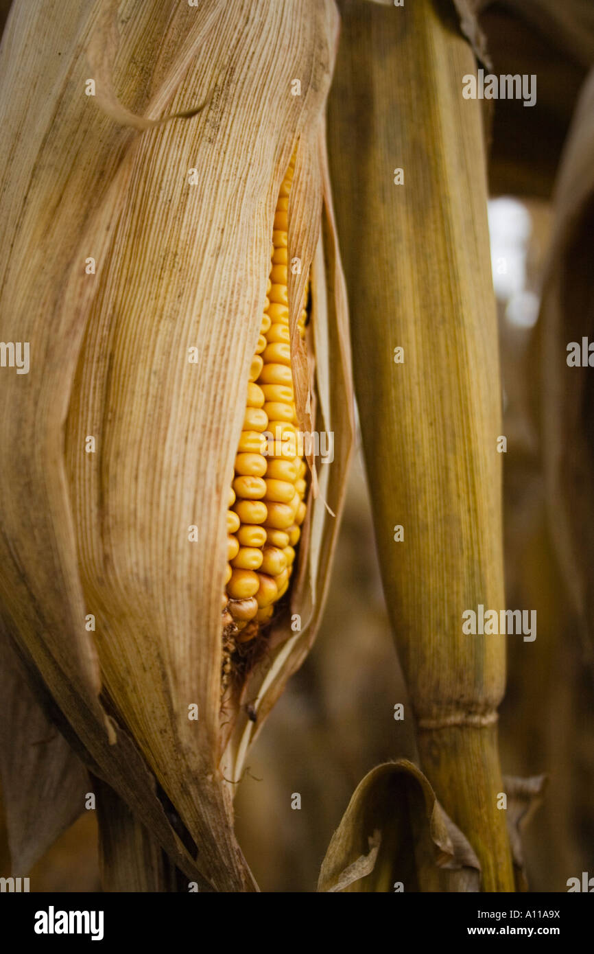 Seed corn on stalk Stock Photo - Alamy