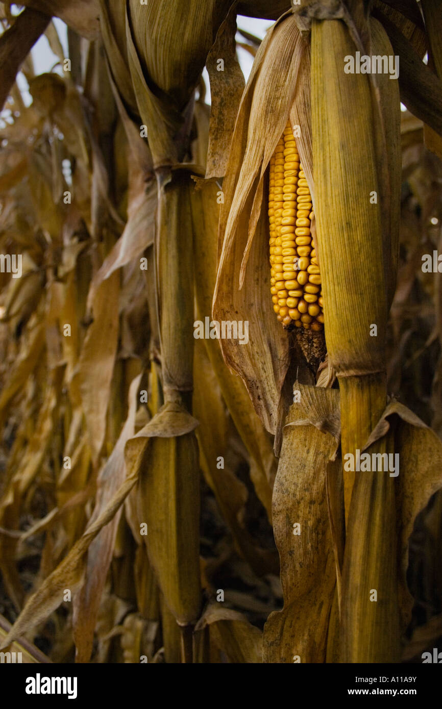Seed corn on stalk Stock Photo - Alamy