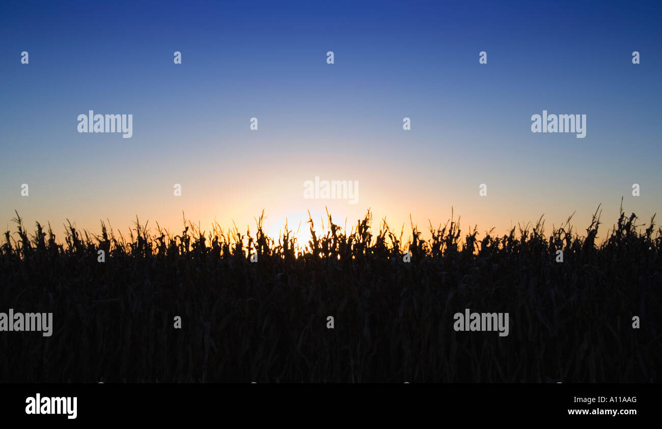 Corn field at sunset Stock Photo - Alamy