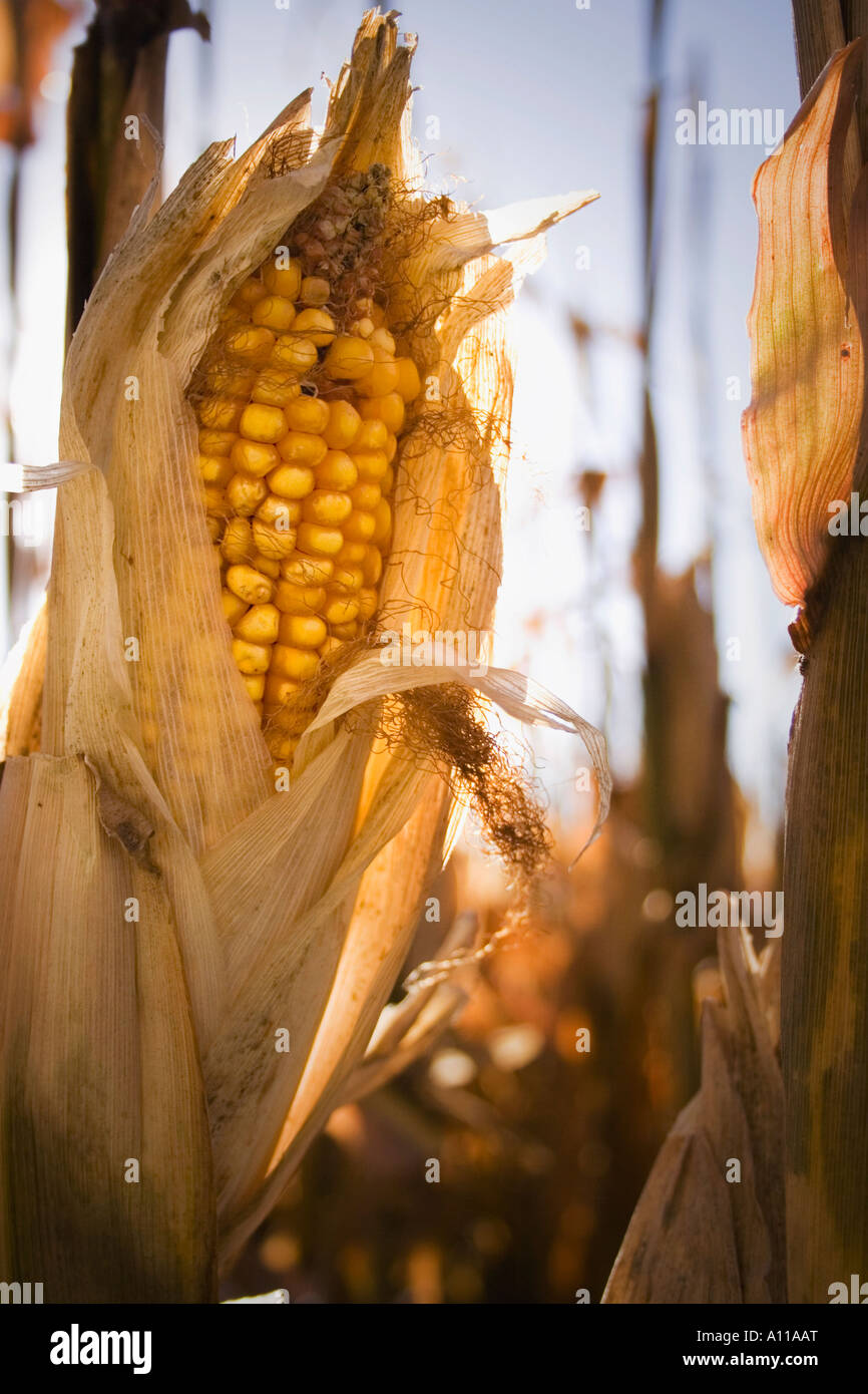 Seed corn on stalk Stock Photo - Alamy