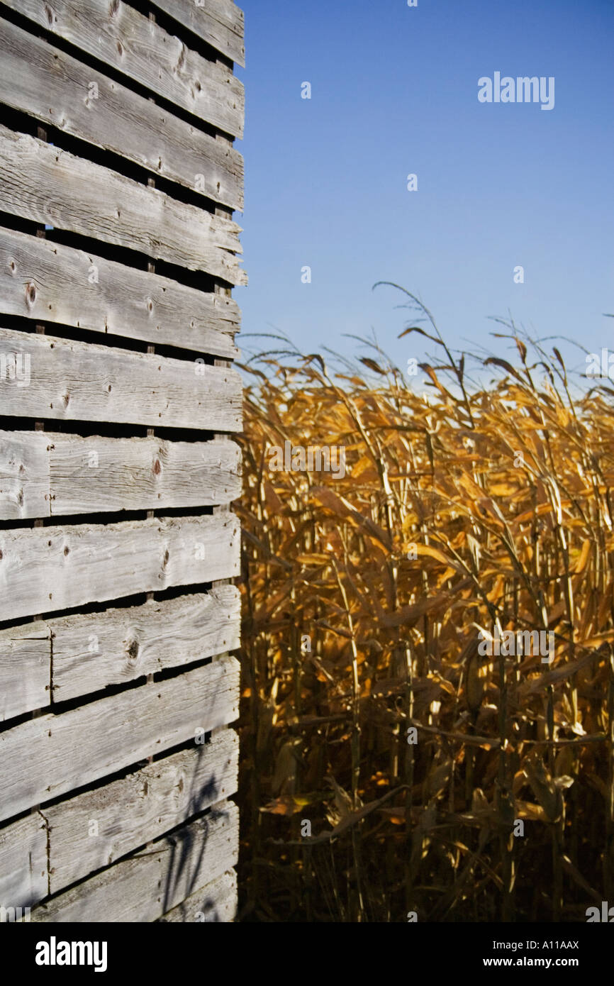 Barn near corn field Stock Photo - Alamy