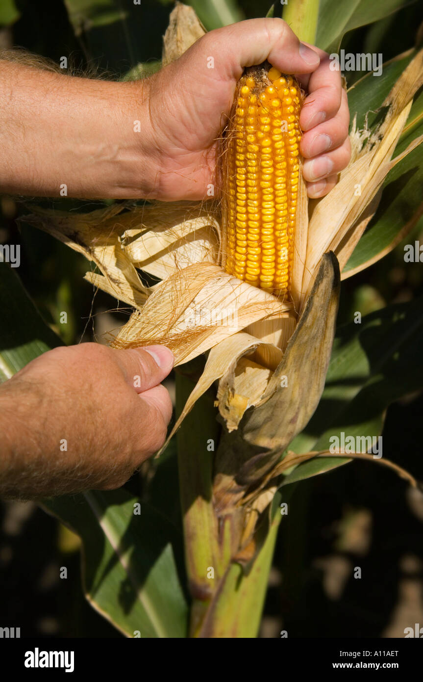 Man holding ear of seed corn Stock Photo - Alamy