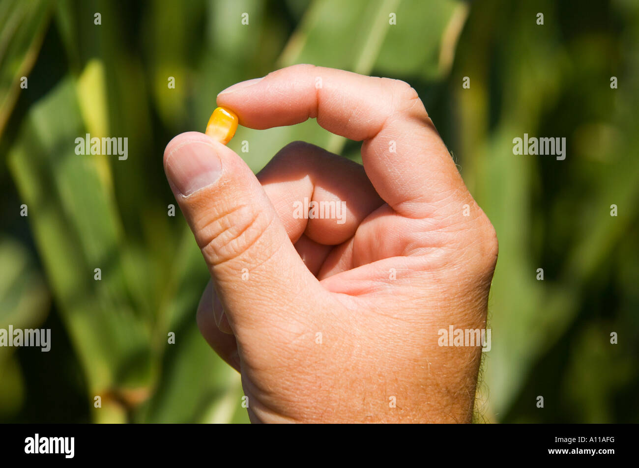 Man holding kernel of seed corn Stock Photo - Alamy