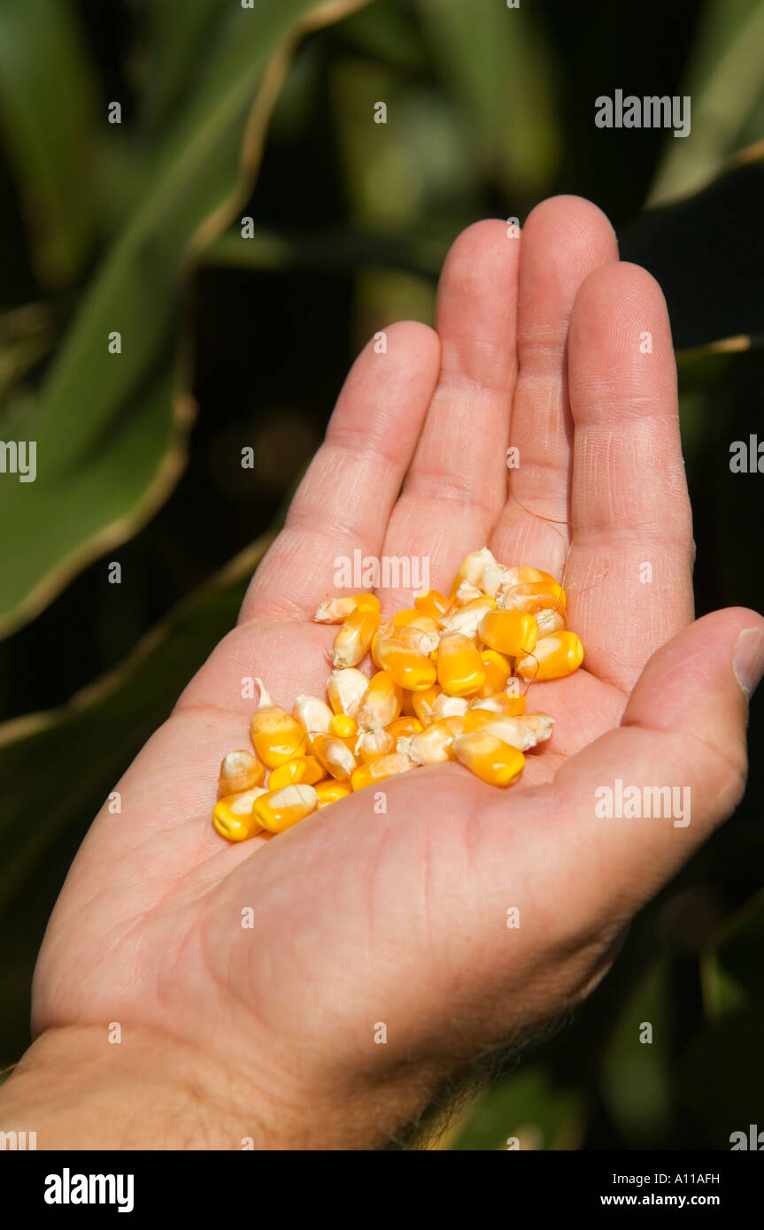 Farmer holding corn kernels hi-res stock photography and images - Alamy