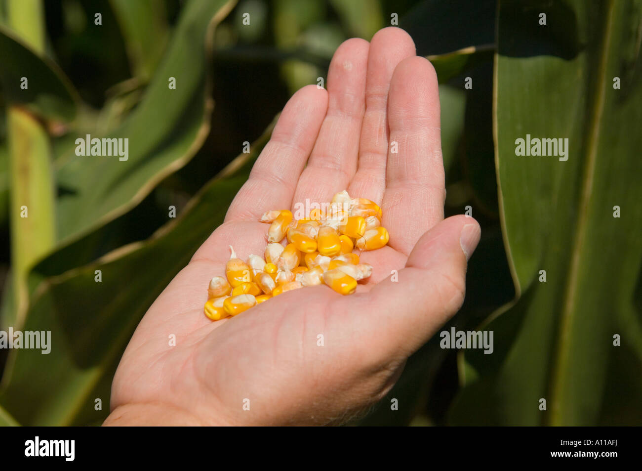 Man holding kernels of seed corn Stock Photo - Alamy
