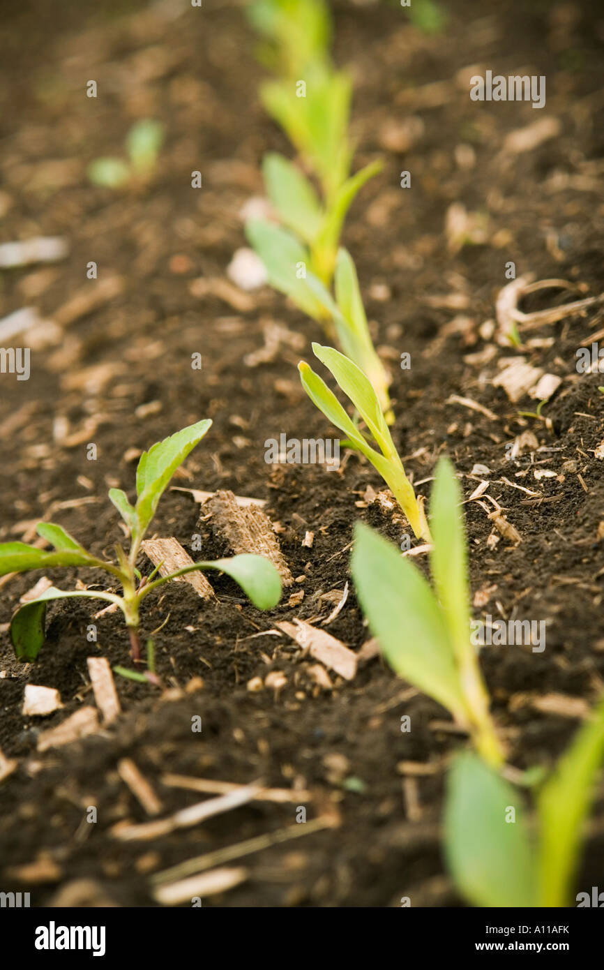 Row of seed corn sprouts Stock Photo - Alamy