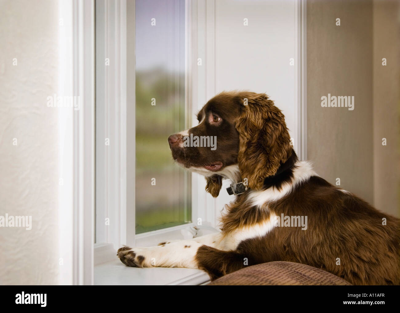 Dog in window Stock Photo - Alamy