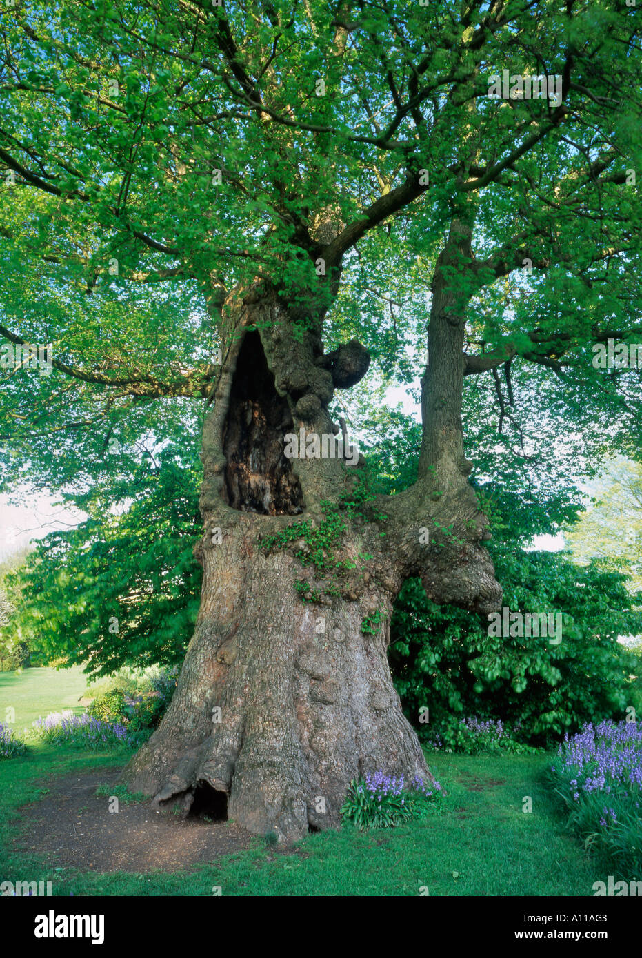 Dutch elm disease uk hi-res stock photography and images - Alamy