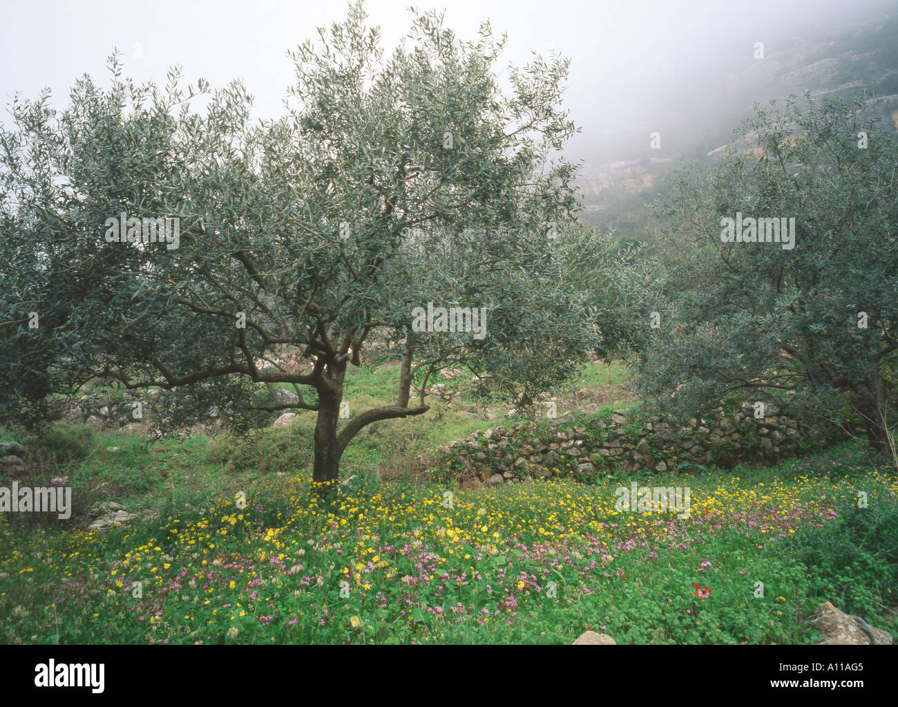 Olive tree and spring flowers on ancient terraces in the Bcharre Valley ...