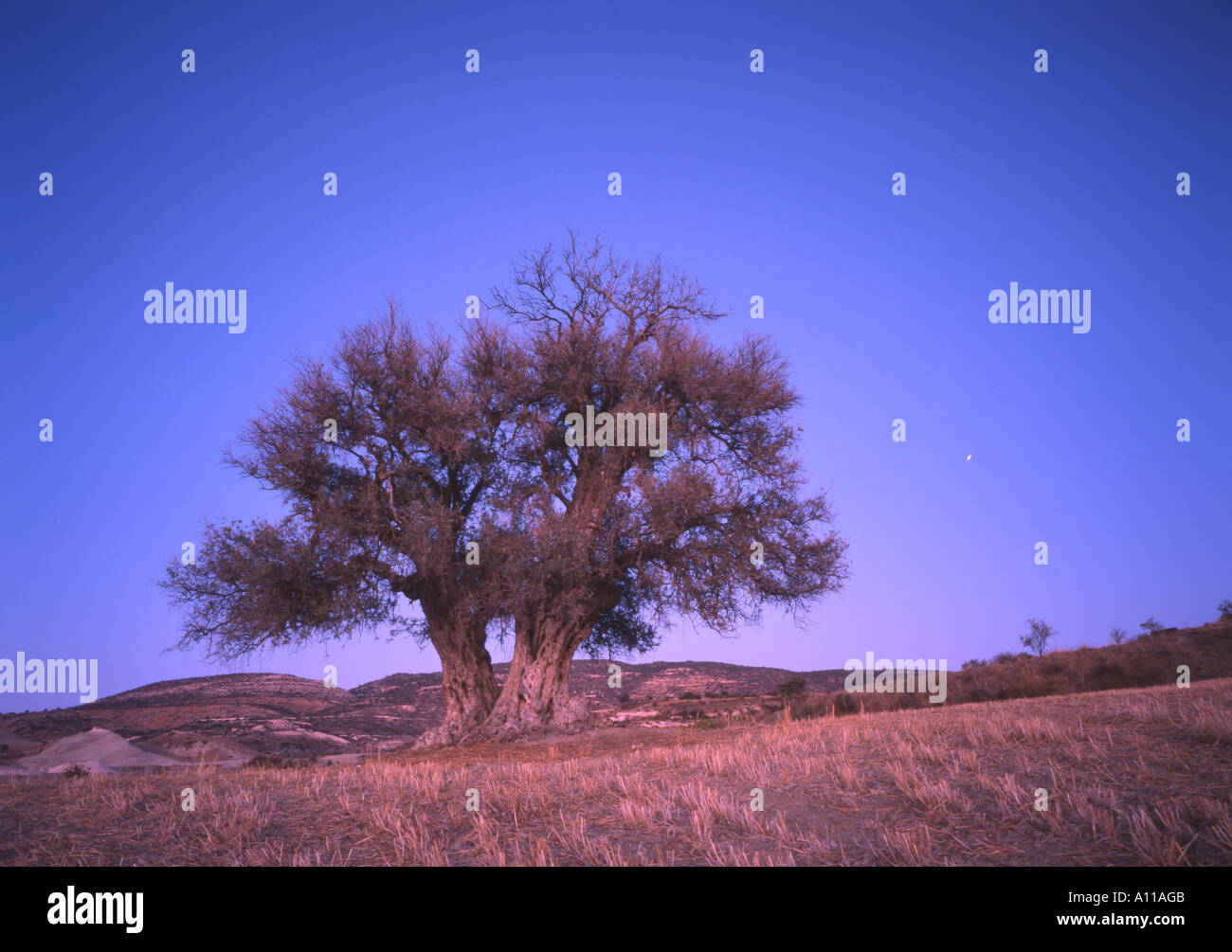 Ancient olive tree in the arid Cyprus landscape near Paphos Stock Photo ...