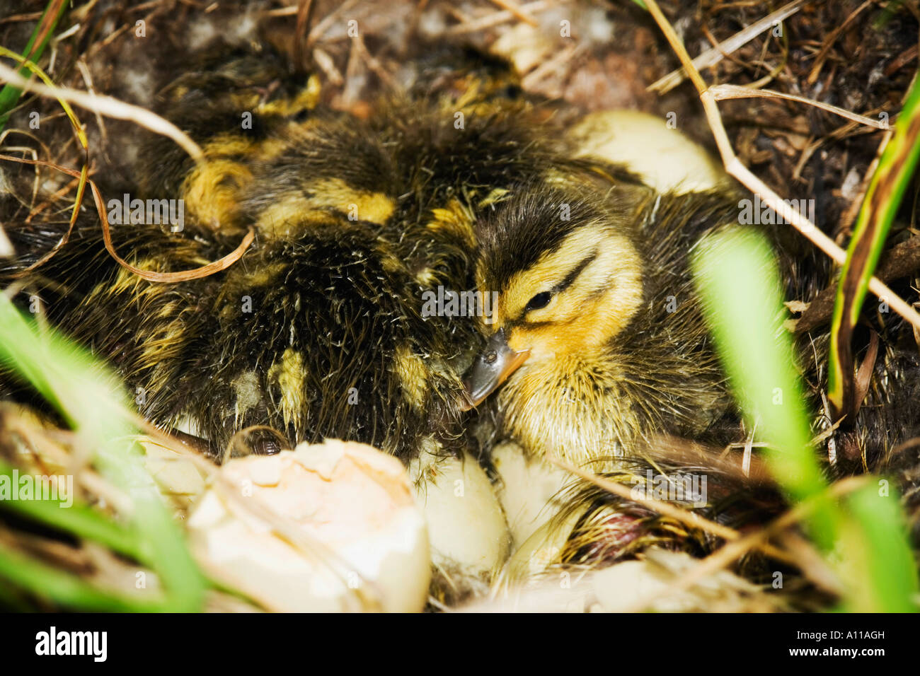 Group baby ducks hi-res stock photography and images - Alamy