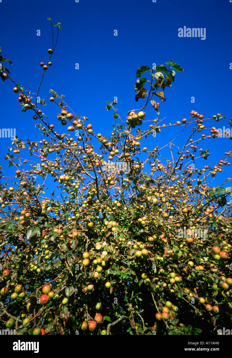 An apple tree heavy with fruitt in a traditional Dorset orchard, UK ...