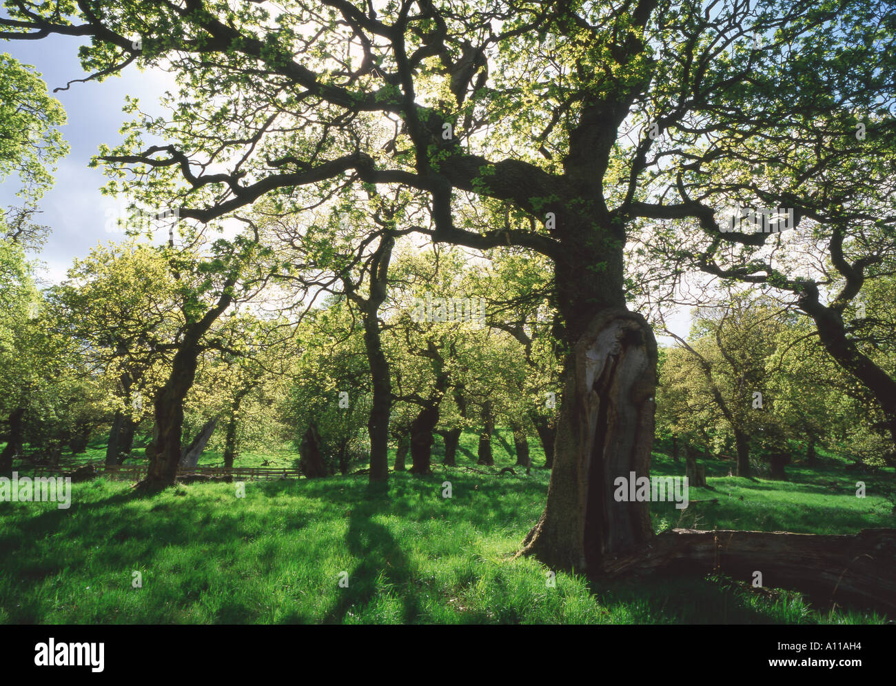 Ancient oak forest in Spring in Dunkeld, Scotland Stock Photo - Alamy
