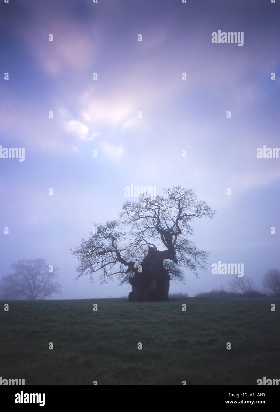 The Silton oak in Dorset, UK Stock Photo - Alamy