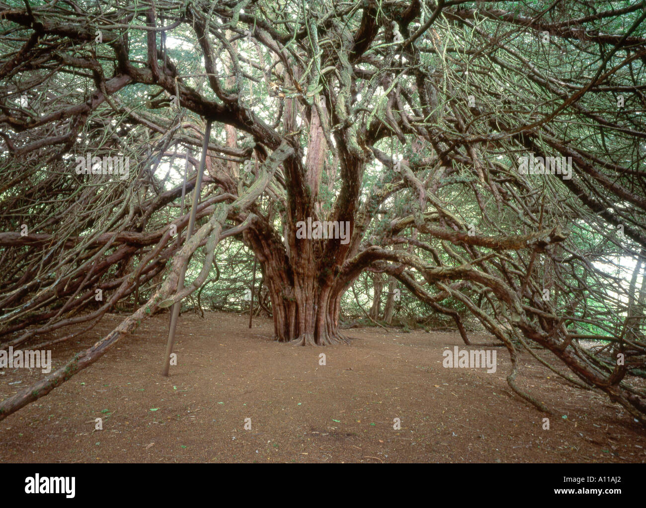 The Great Ormiston Yew tree. Ancient Yew Mid Lothian, Scotland Stock ...