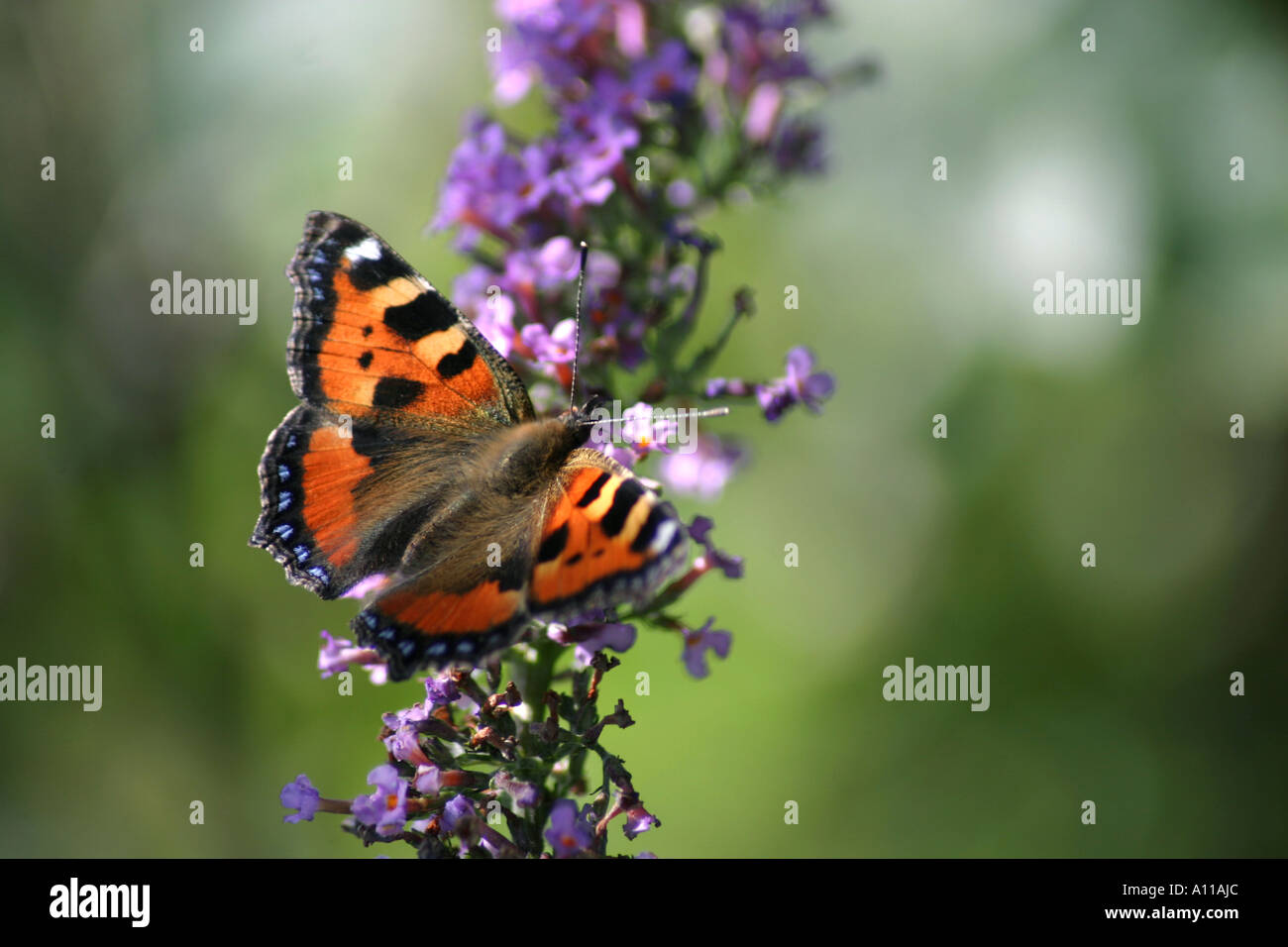 Butterfly markings hi-res stock photography and images - Alamy