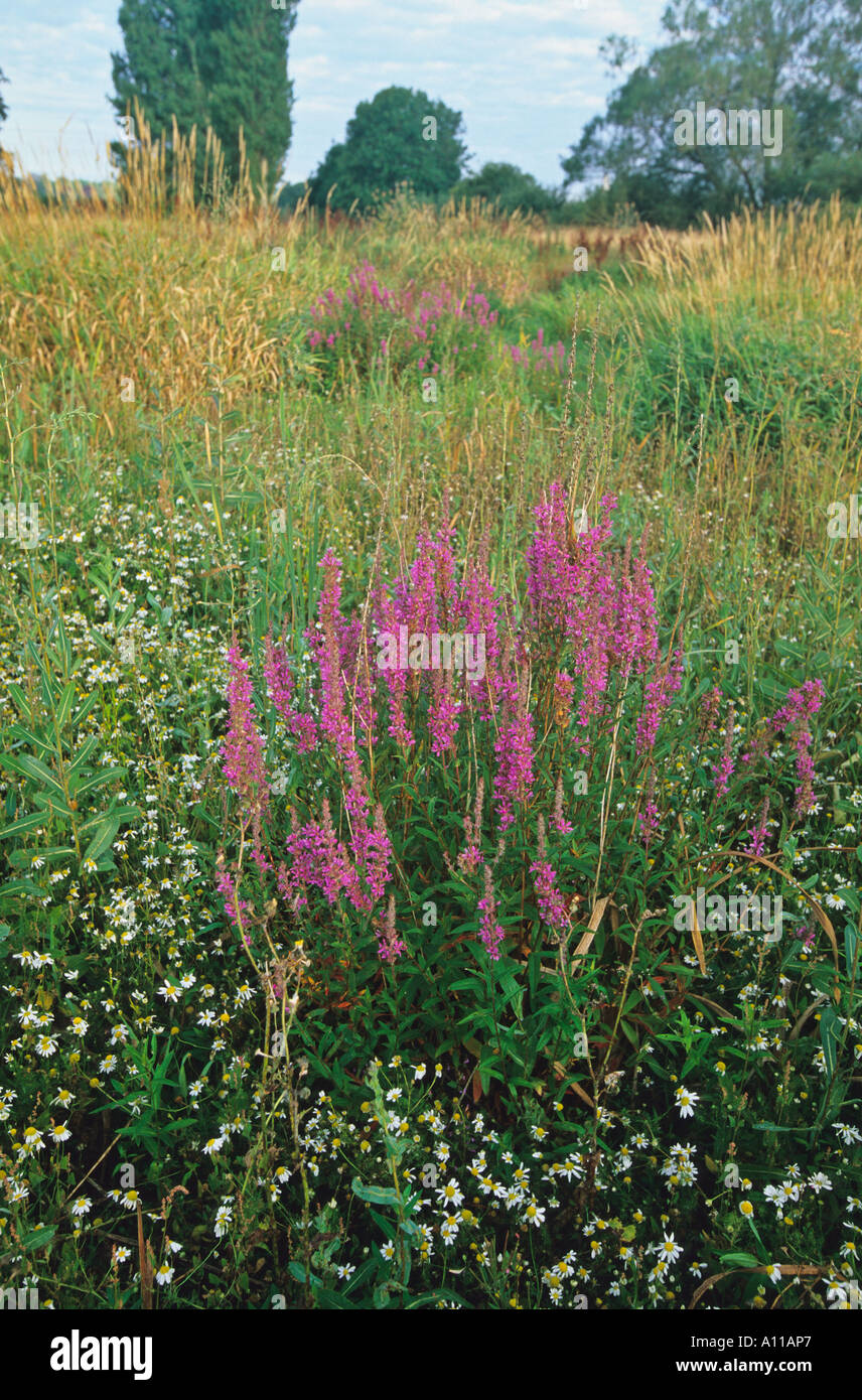 River Stour Blandford High Resolution Stock Photography and Images - Alamy