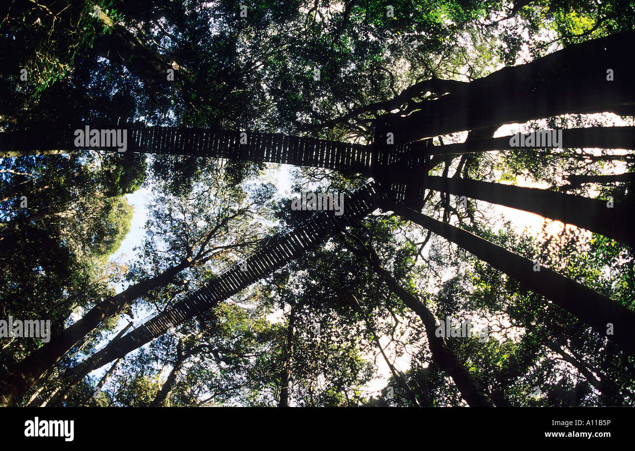 Looking up along tall trees at wooden ladder like paths in the treetop ...