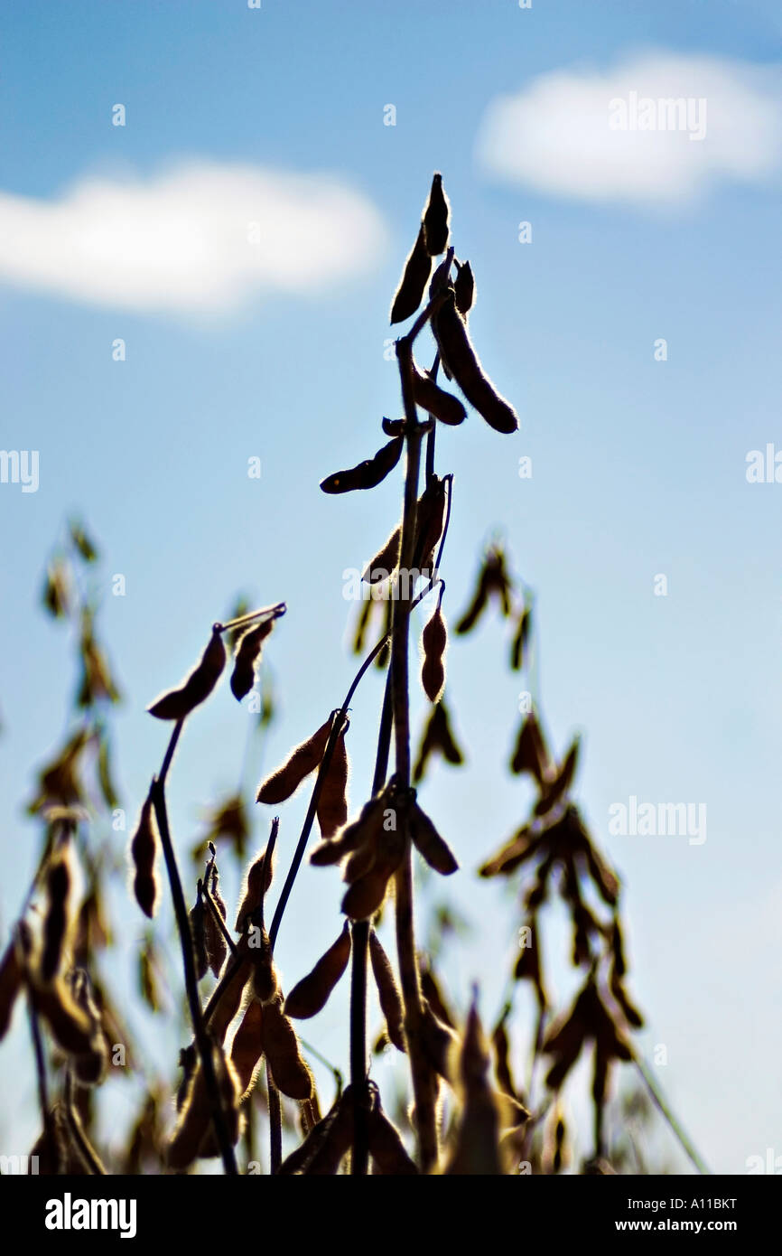 Soybean field stalk hi-res stock photography and images - Alamy