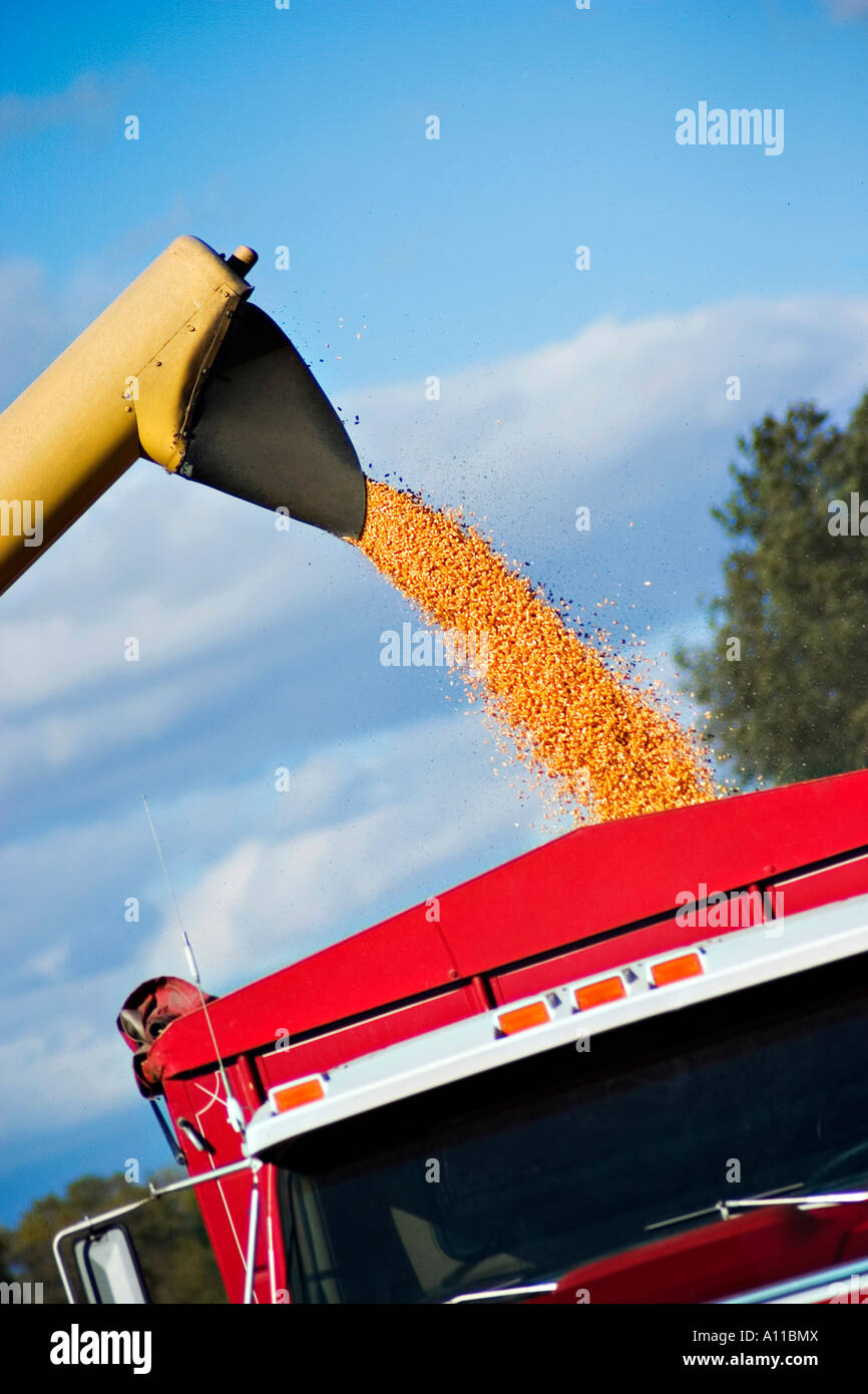 Combine dumping grain Stock Photo - Alamy