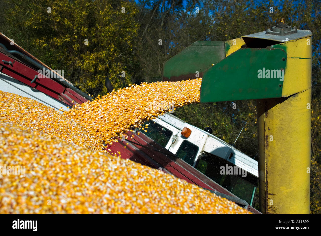 Combine dumping grain Stock Photo - Alamy