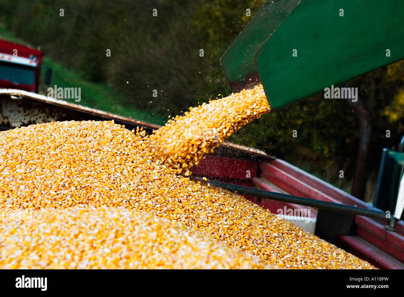 Combine dumping grain Stock Photo - Alamy